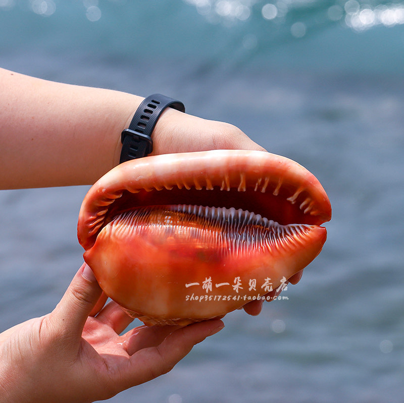 [USD 9.82] Four famous screws and treasure screws cylinders are scenes ...