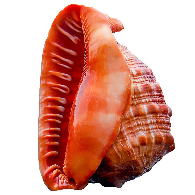 [USD 9.82] Four famous screws and treasure screws cylinders are scenes ...