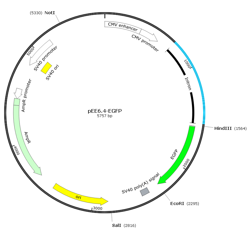 pEE12.4质粒宝：GS系统抗体表达质粒载体揭秘🔍-实验室用DNA/RNA-淘宝好物网