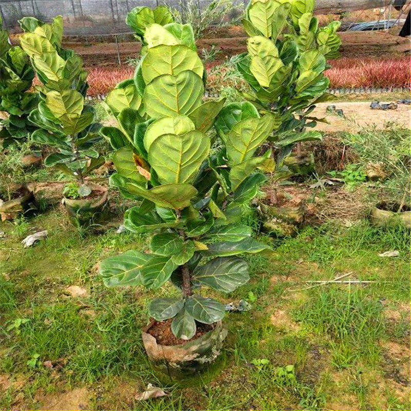 Courtyard open-air large lyre leaf banyan tree seedlings rubber tree ...