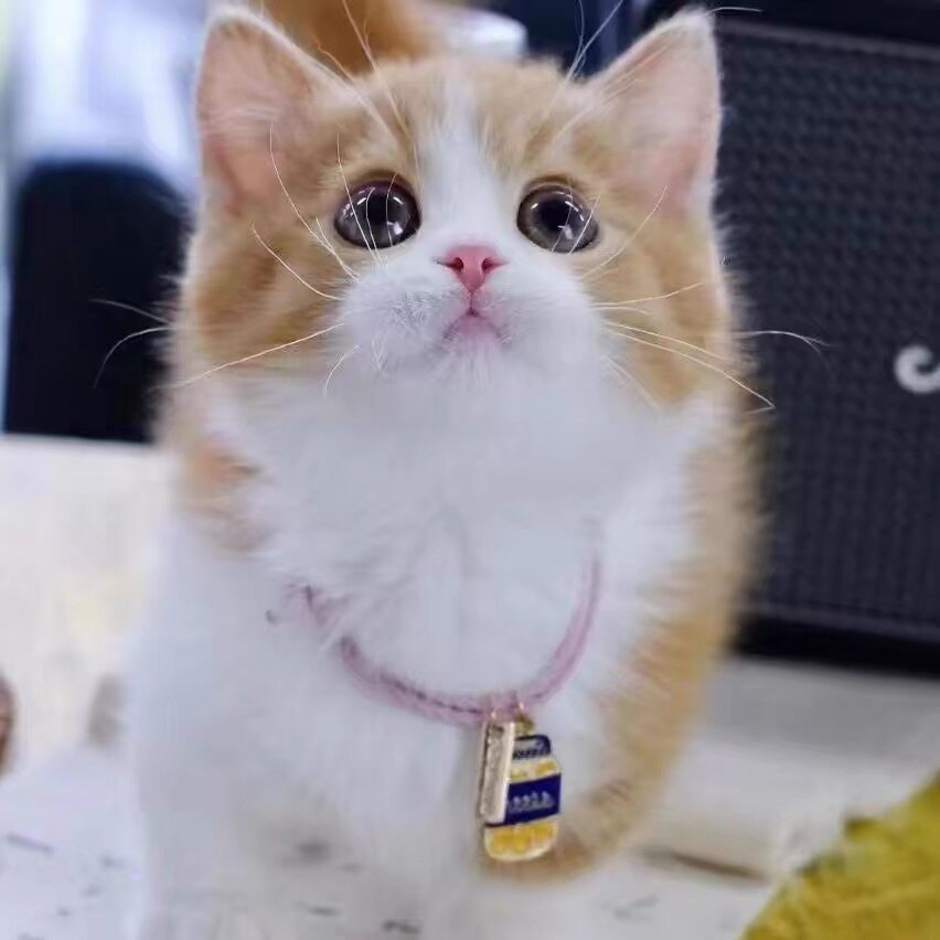 🐱 宠物爱好者必备：mugua中华田园猫幼崽 🐱-猫隧道-淘宝好物网