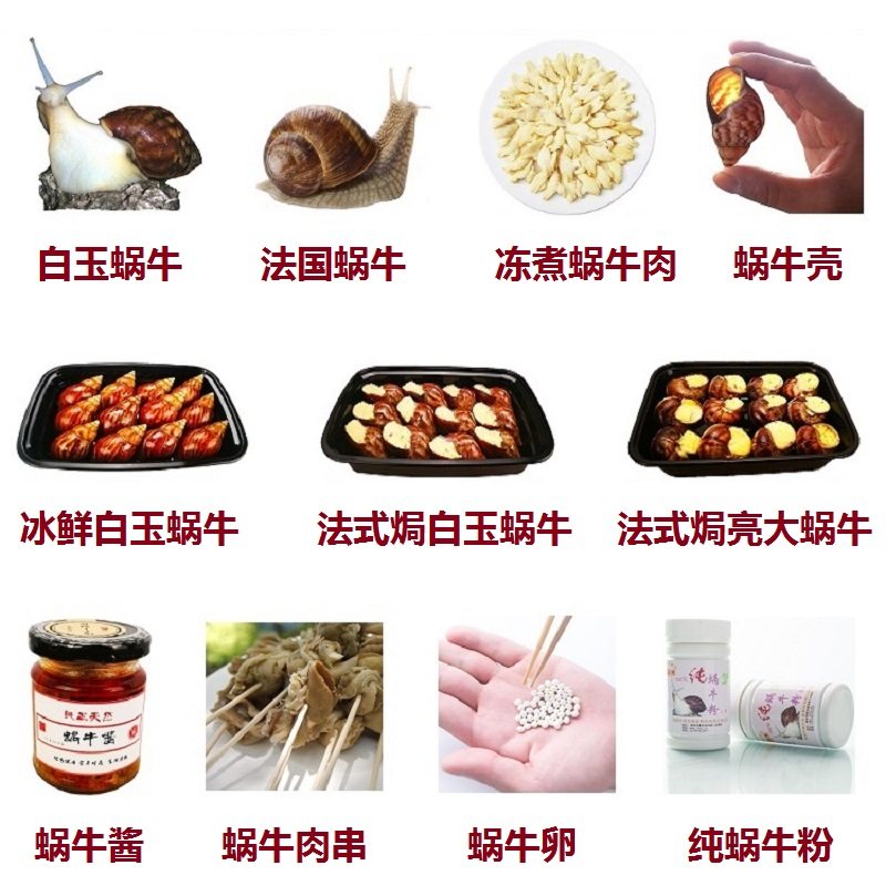 Live snail Fresh white jade French snail Pet catering Snail Live edible ...