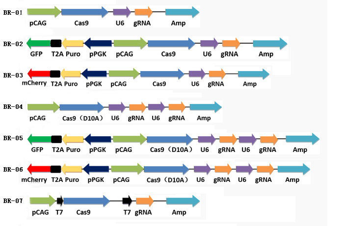 cas9质粒 crispr/cas9质粒 基因敲除品牌：fishbio上海-盖德化工网