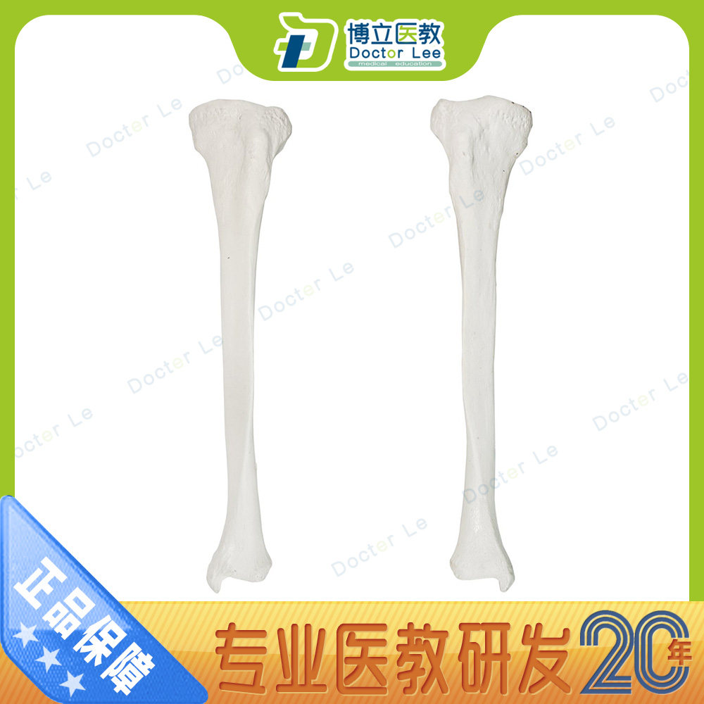Unlock the secrets of the human body! this tibia model will turn you ...