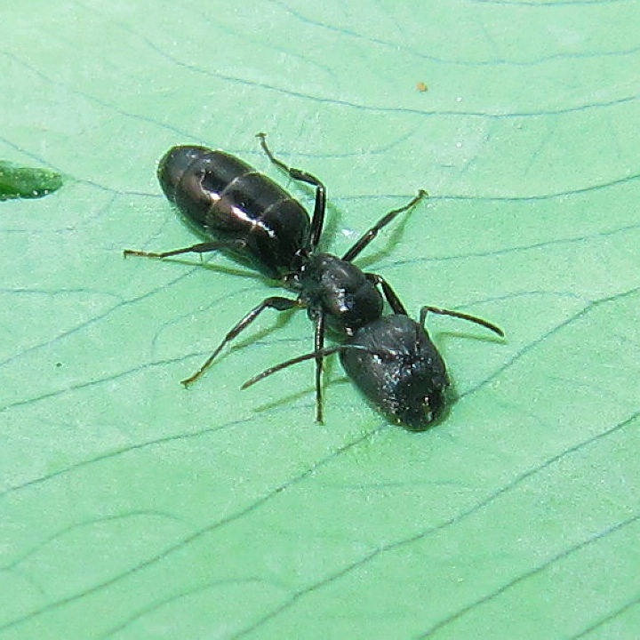Camponotus Leonardi