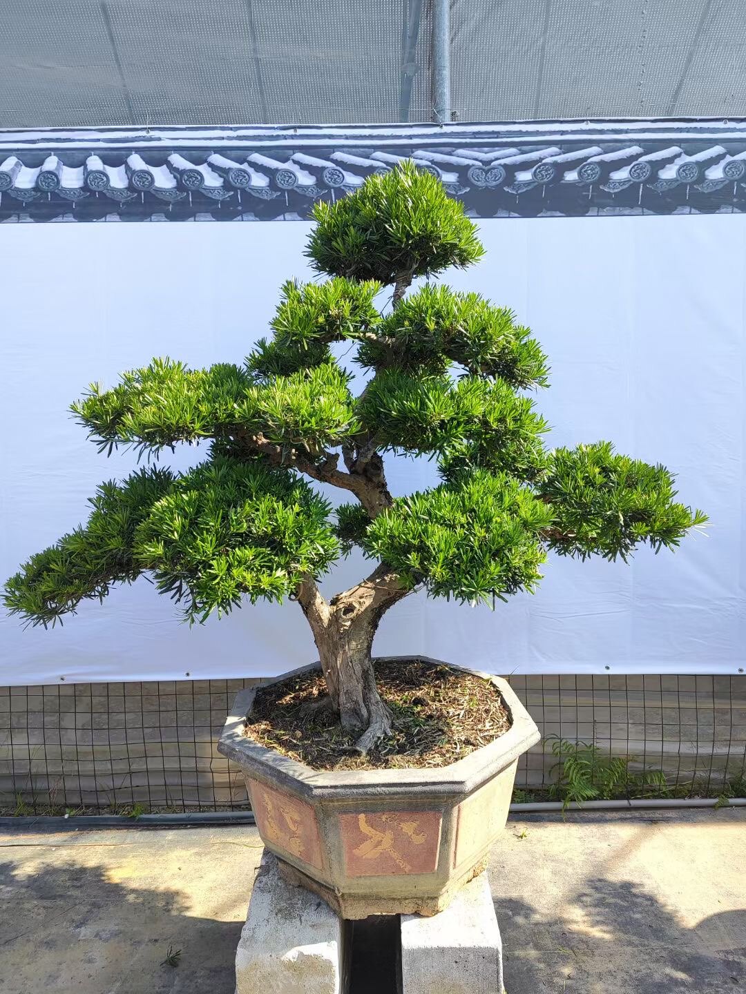 创绿园花卉坊