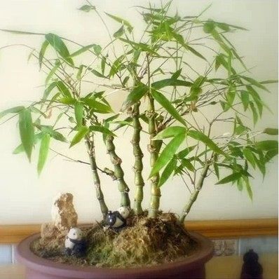 Ornamental bonsai bamboo rice bamboo potted Phoenix bamboo clump short ...