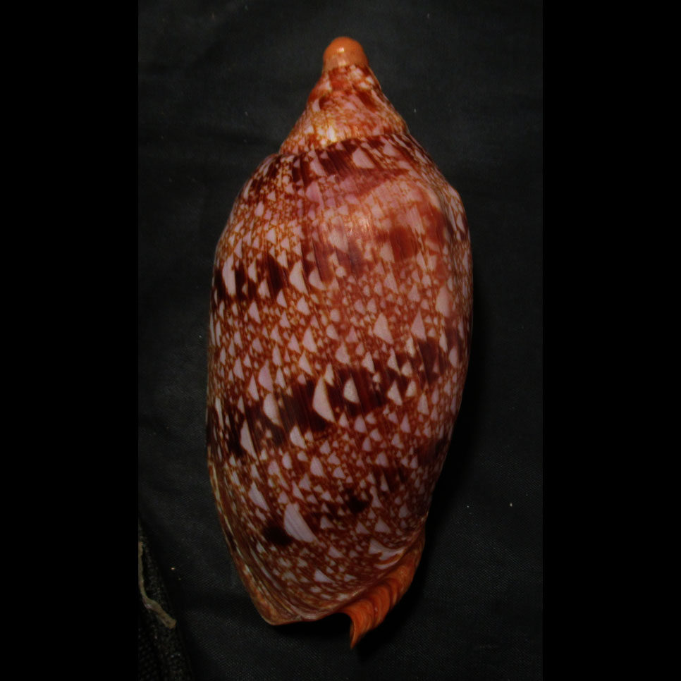 Cymbiola innexa (Reeve,1849) 瑩萊薩渦螺 (代售 )