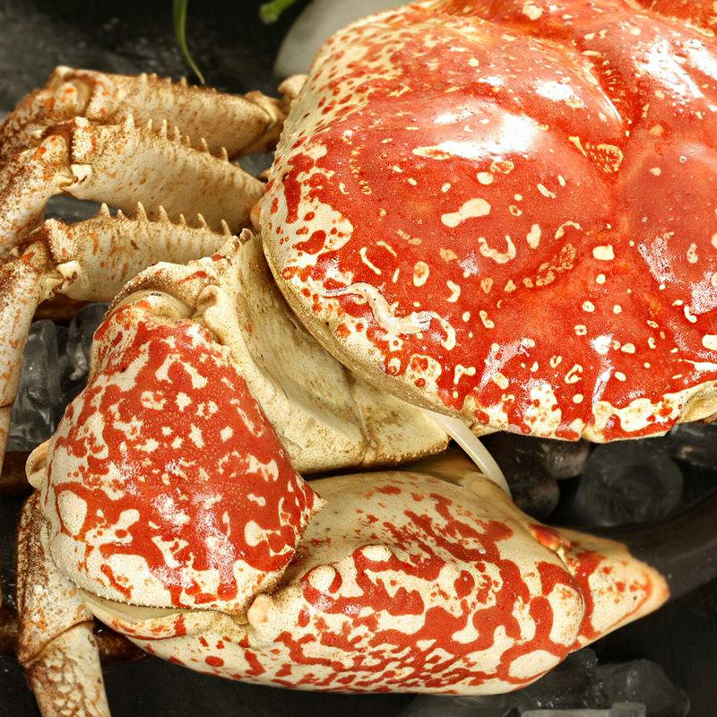 Spot fresh Australian emperor crab 7.0-7.5 kg only super emperor crab ...