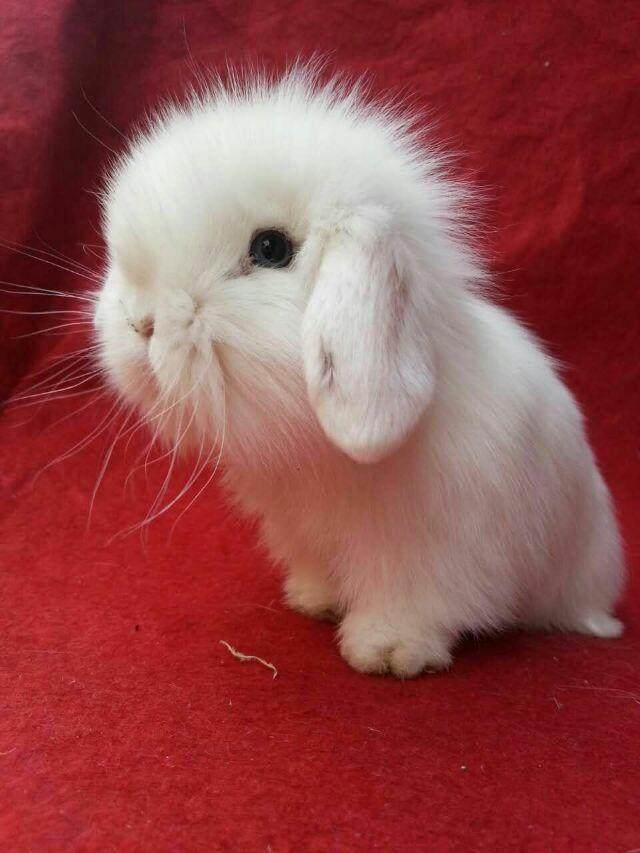 [USD 37.07] Short hair Lop rabbit long hair pet rabbit pure rabbit ...