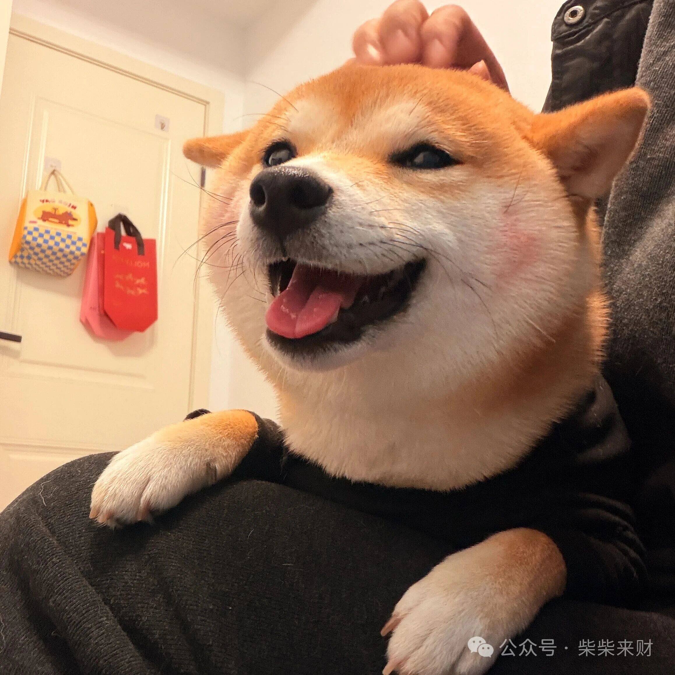宠物小屁