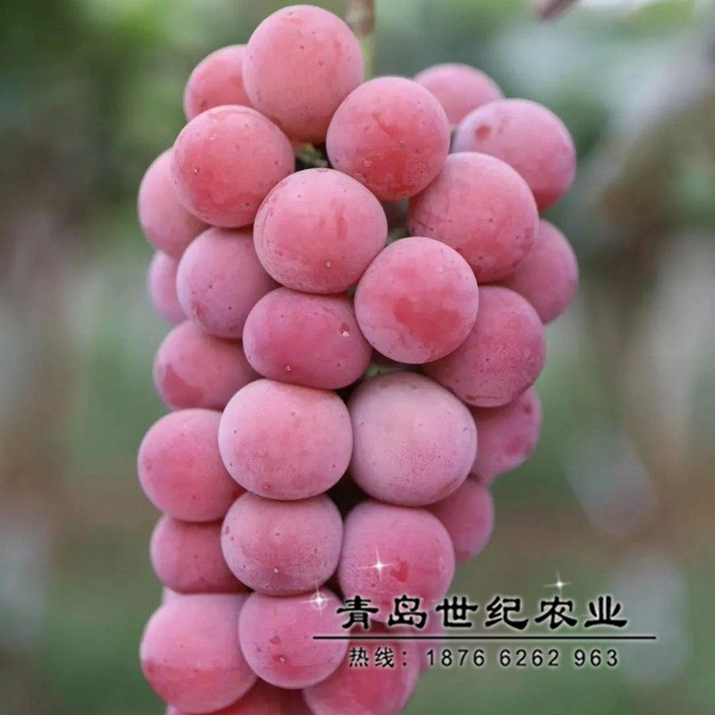 Grafting of new varieties Beda 3309 Nina Queen Princess grape seedlings ...