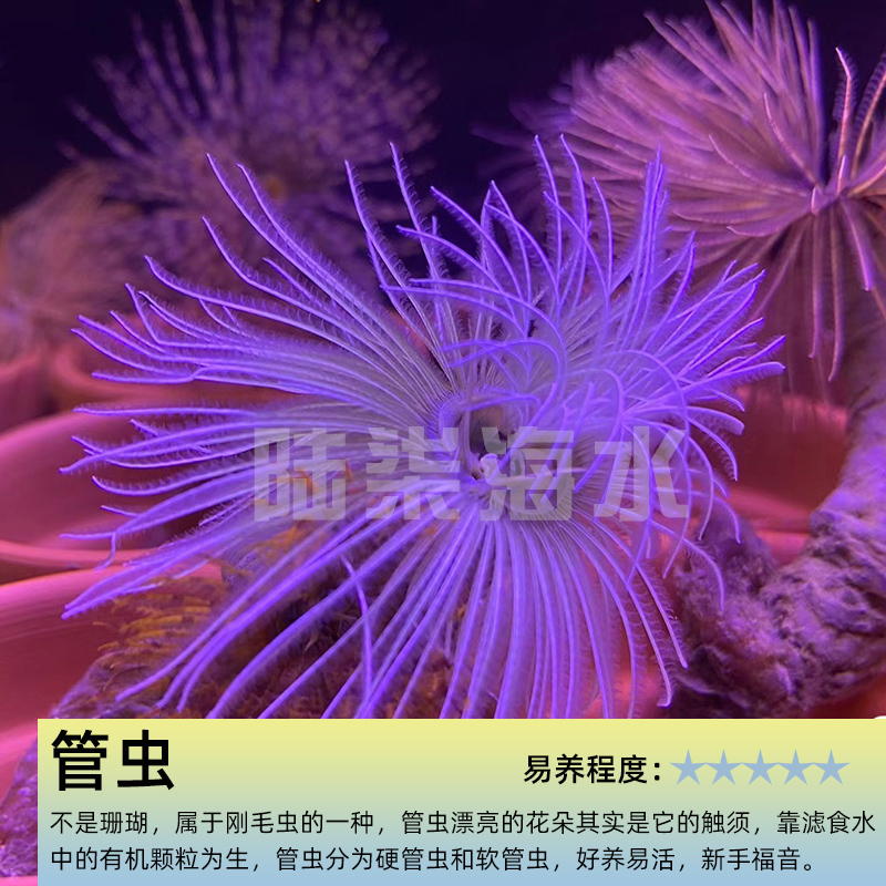 海缸活体管虫珊瑚：🌊黄白硬管虫圣诞刚毛，打造梦幻海底造景！ -其它水族宠物-淘宝好物网