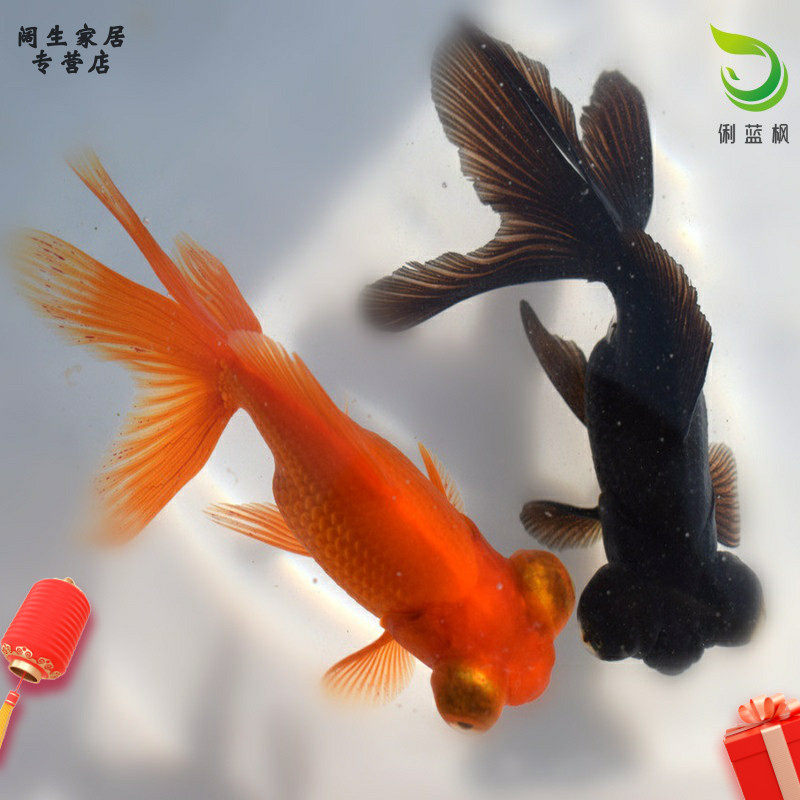 Goldfish live fish Cold water small practice fish Red grass goldfish ...