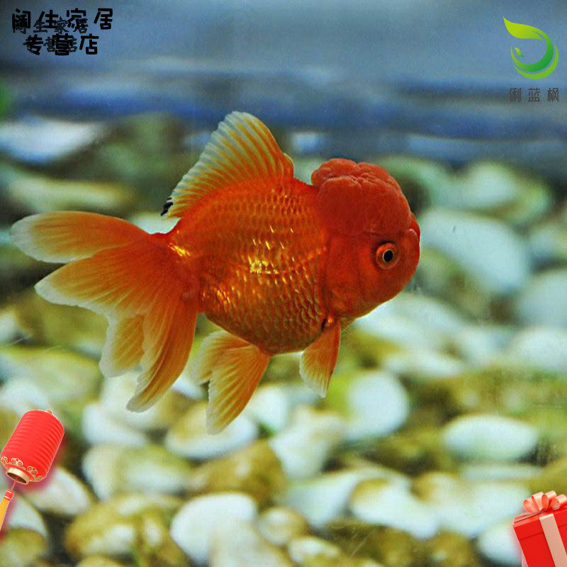 Goldfish live fish Cold water small practice fish Red grass goldfish ...