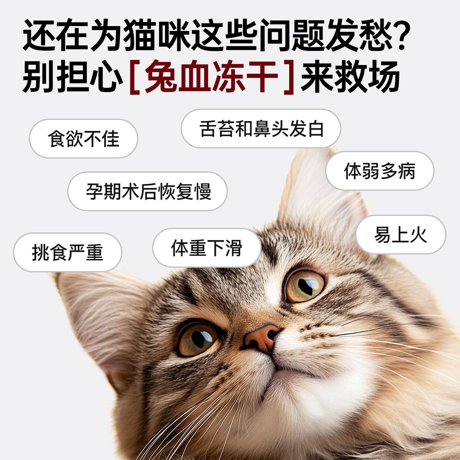MollyBox兔血冻干补铁零食：喵星人贫血救星，产后补血神器！-猫冻干零食-淘宝好物网