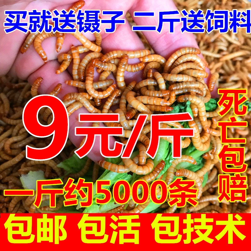 Купить Насекомое питания рептилий/мин Хлеб черви живут мучные черви ...