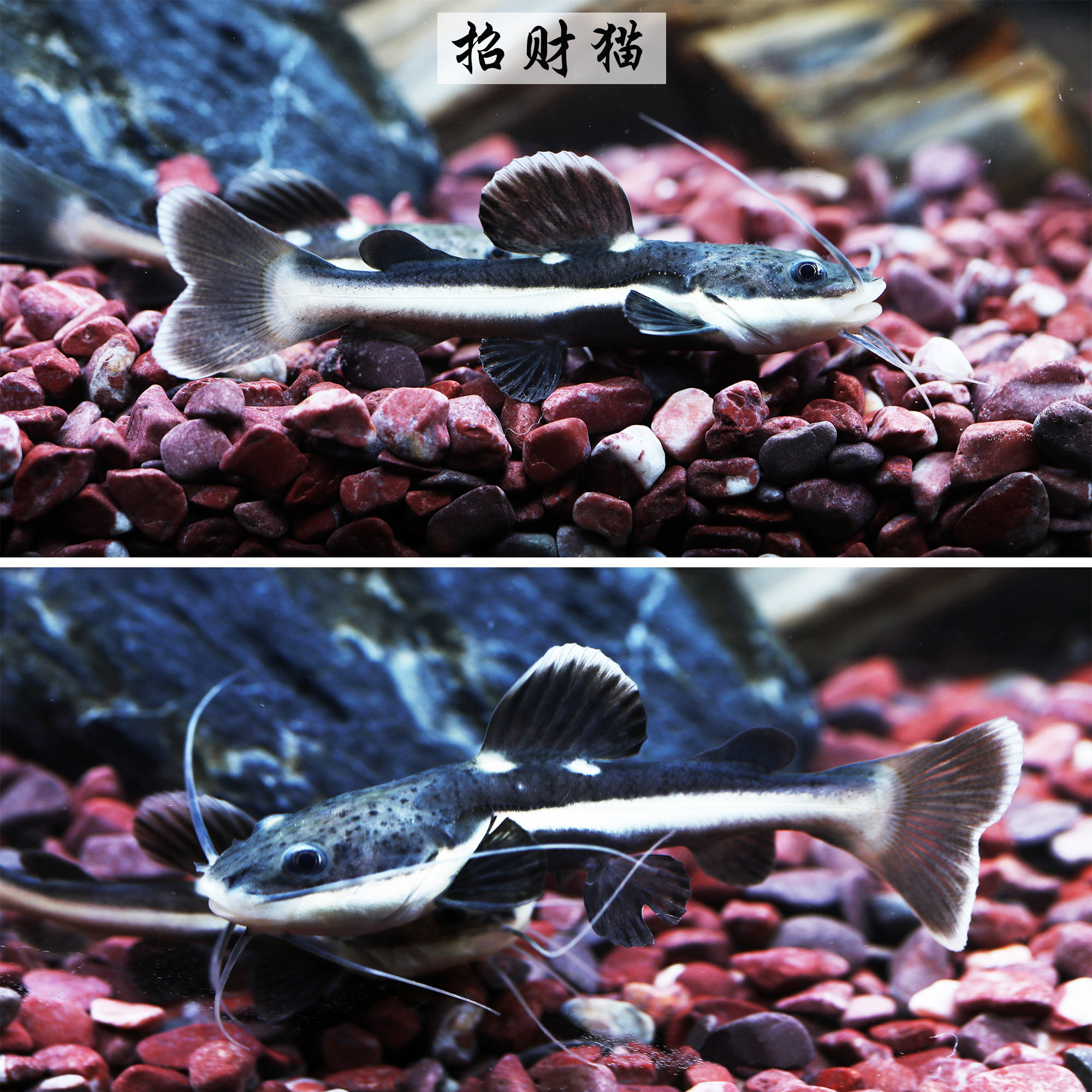 [USD 8.29] African Prince of Three Lakes Cichlids Four Fish Ten Fish ...