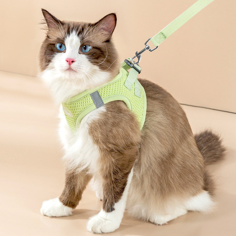 Cat leash + escape-proof harness: making outdoor strolls with your ...