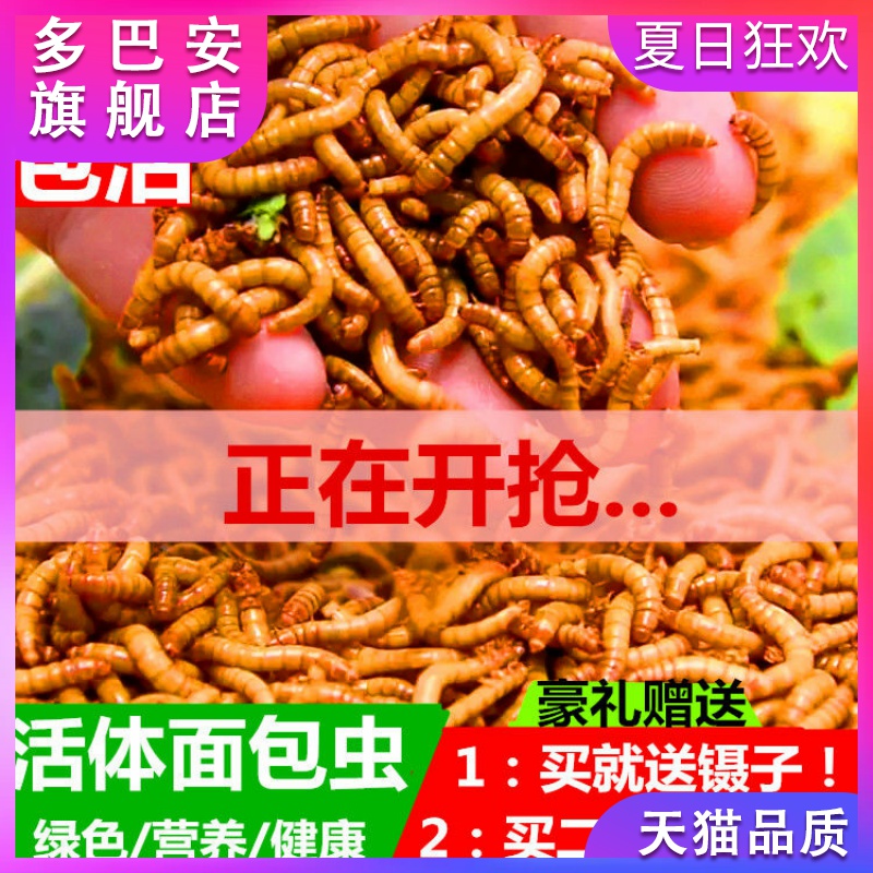 Купить Насекомое питания рептилий/мин Хлеб черви живут мучные черви ...
