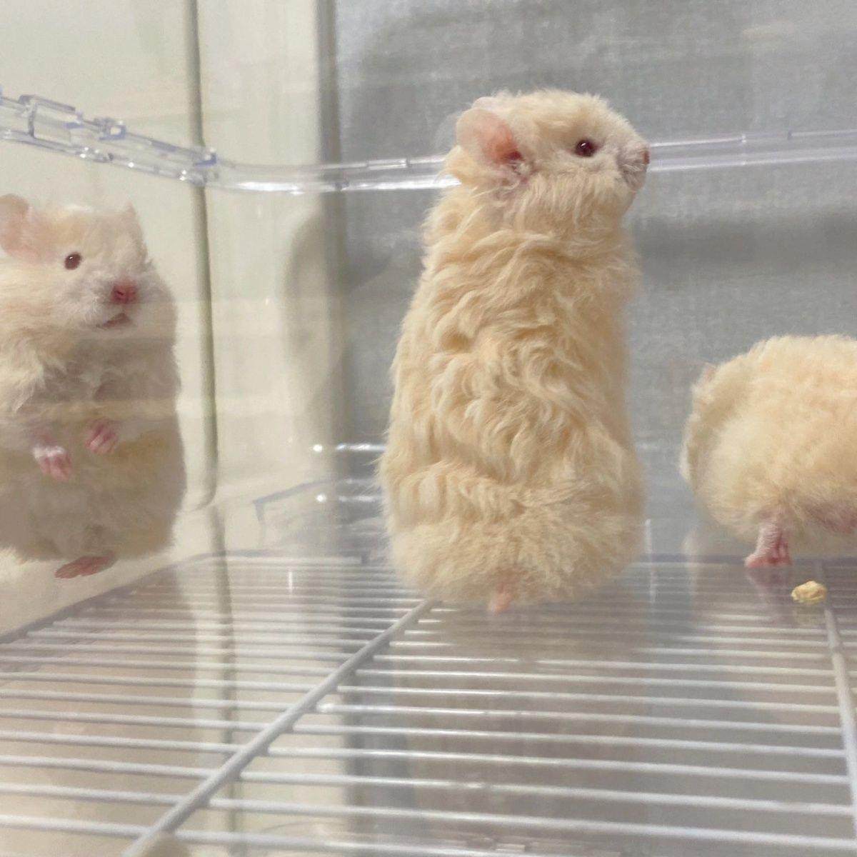 布丁仓鼠 vs 米熊熊：网红金丝熊仓鼠活物，家养仑鼠的甜蜜生活指南！-仓鼠-淘宝百科网