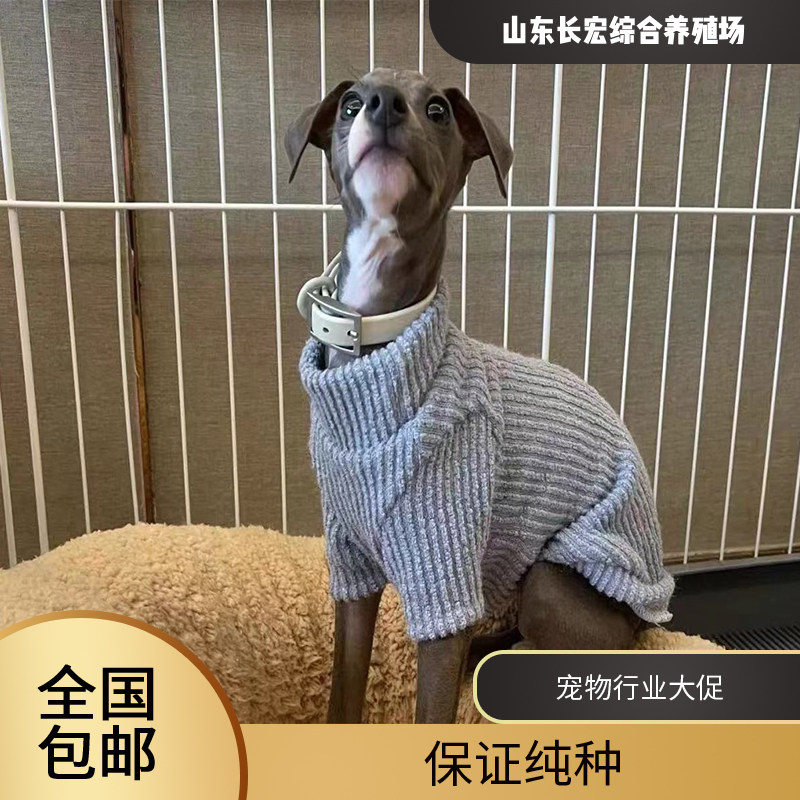 Italian Lingti Dog Net Red Symbol Pure Breed Little Little Red Book ...