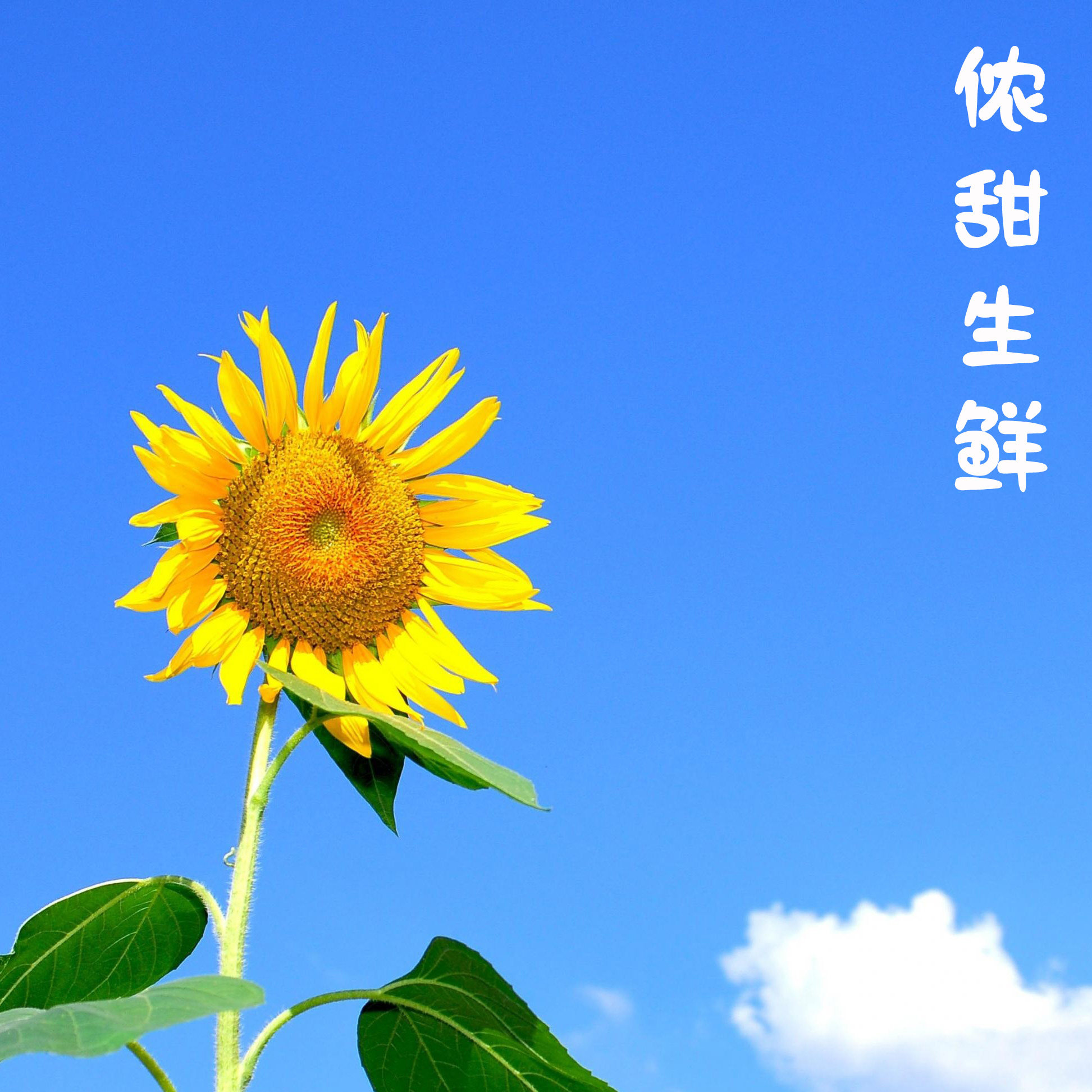 盛鑫果蔬
