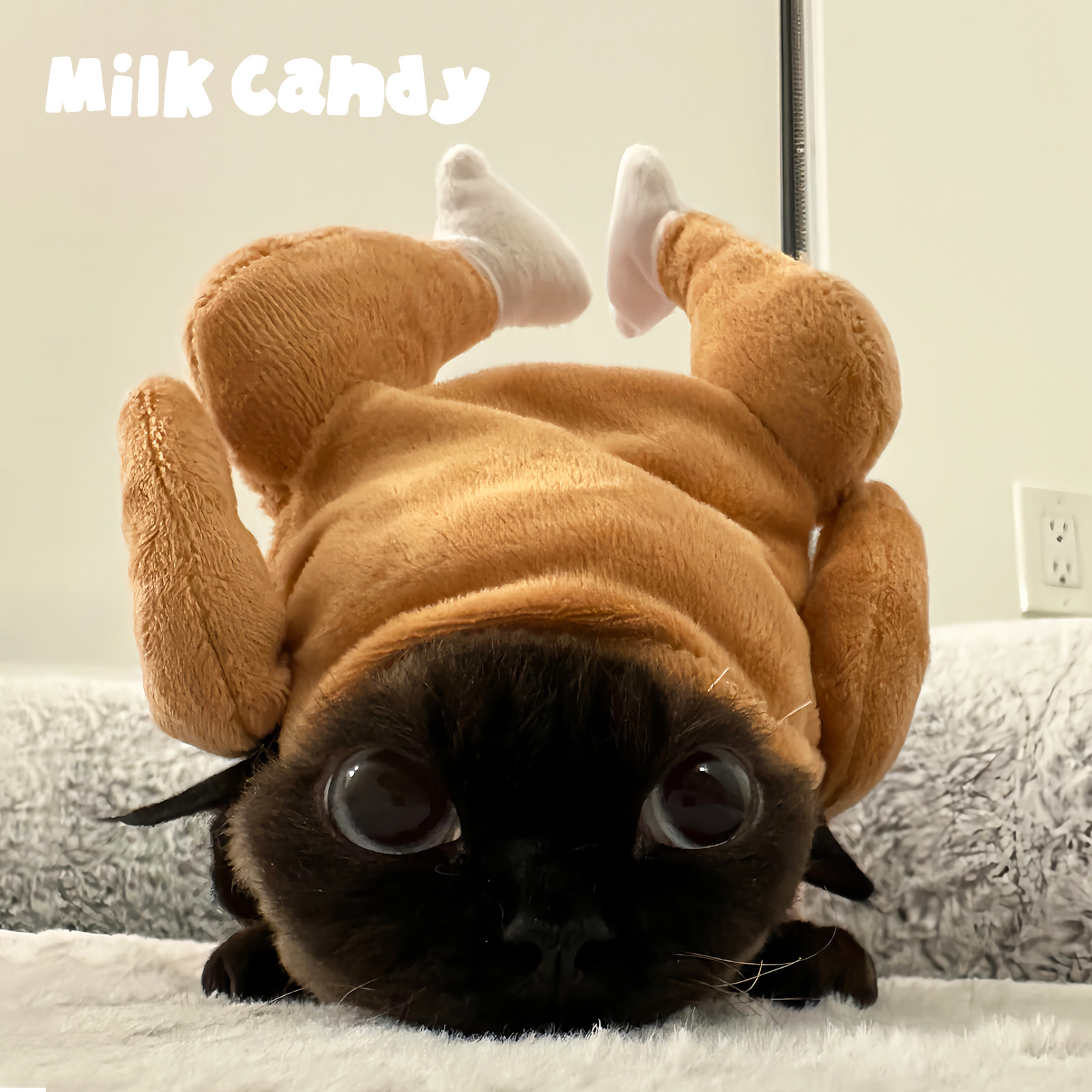 🐾 New favorite for cat and dog photos! super q chicken leg hat pet ...