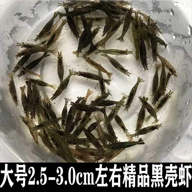 虎门黑壳虾养殖基地