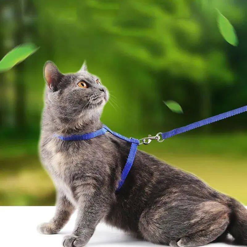 Escape-proof Small Dog Cat Harness Collar with Leash Set H S