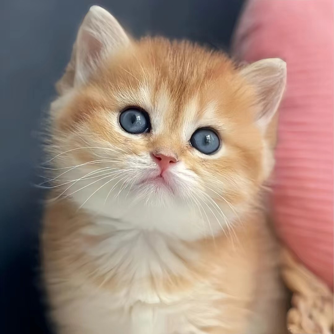 英短金渐层ny12纯种幼猫蓝金渐层银渐层幼崽活体熊版宠物猫咪活猫-阿里巴巴