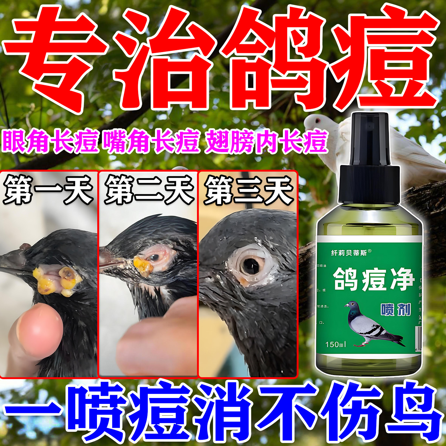 Pigeon pox for young racing pigeons: say goodbye to acne on the corners ...
