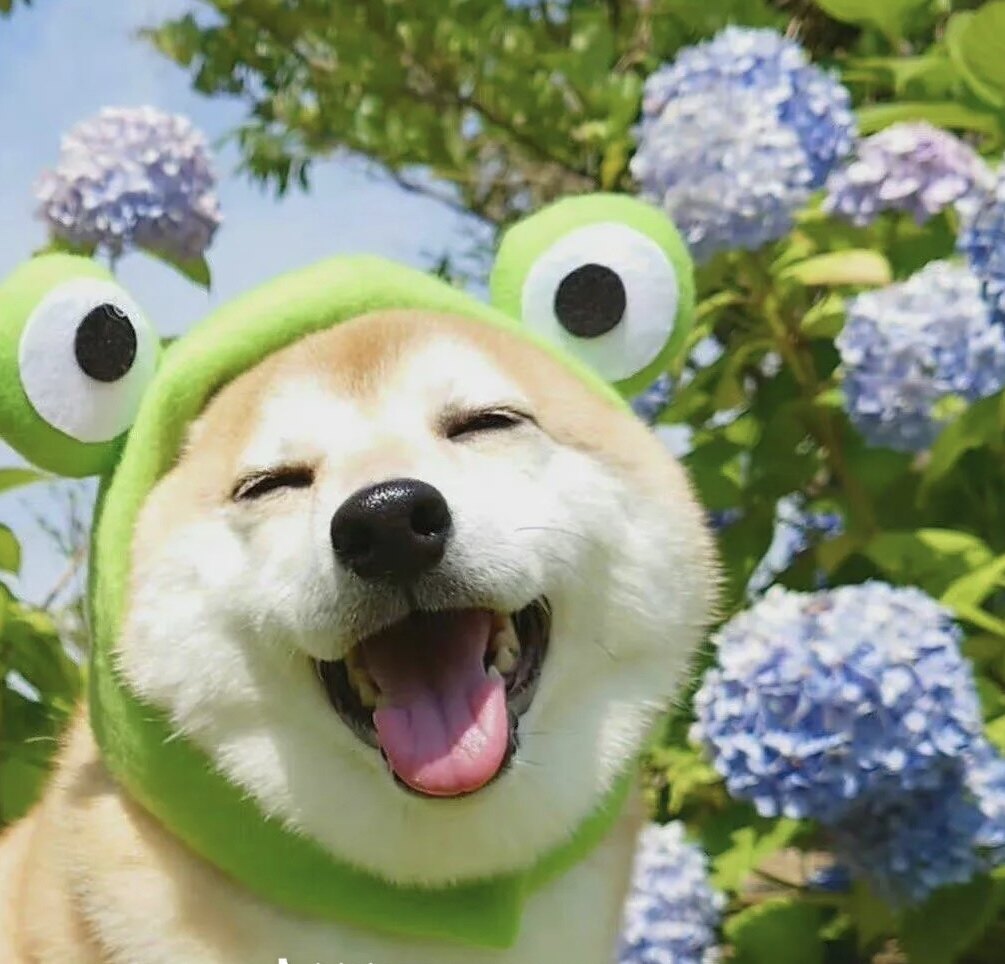 熙熙爱宠商贸