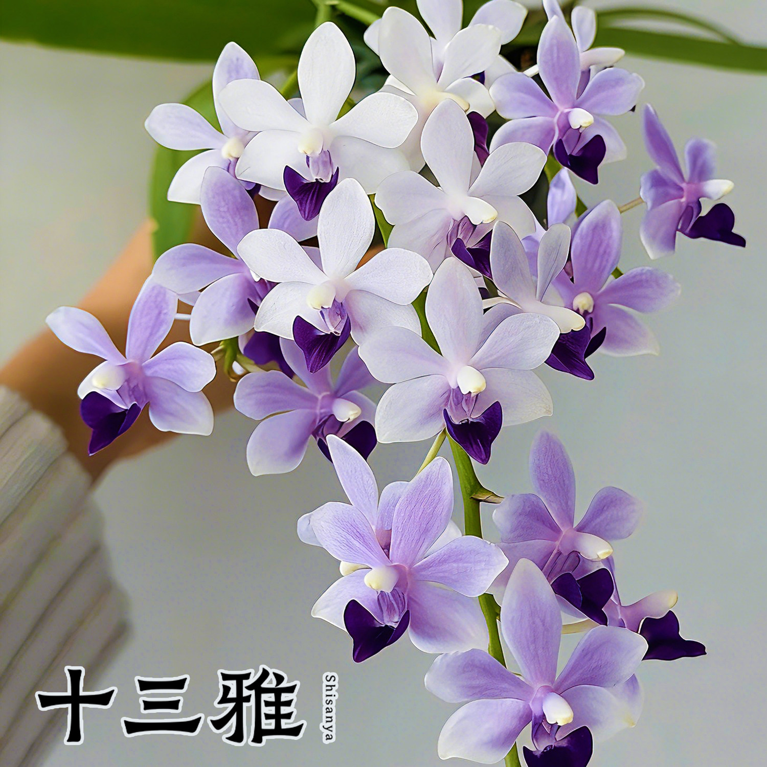 十三雅旗舰店