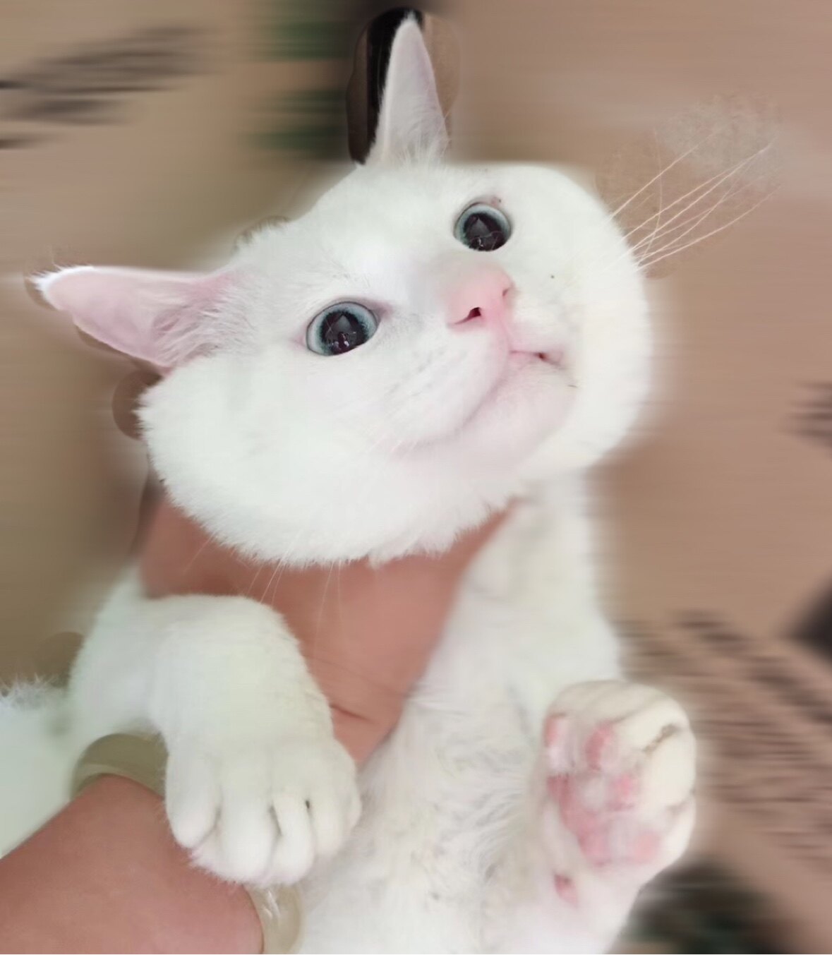 傻狗是只猫