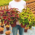 千叶花卉苗木