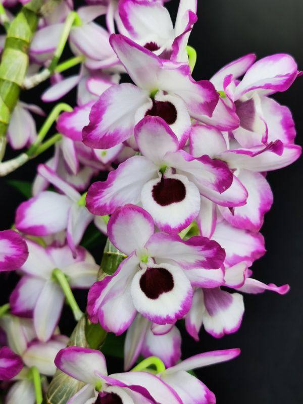 [USD 115.89] Weigran Den Tomofleak'Nopori' Napoli Japanese steam shrew ...