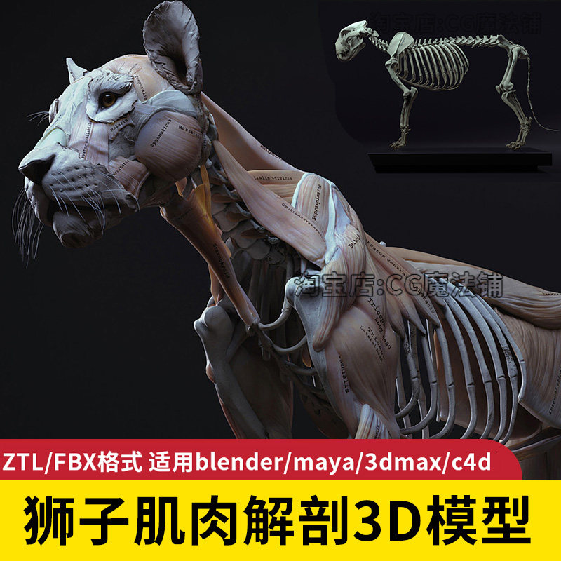 [USD 4.67] 3D model animal anatomy art reference lion muscle zburhs ...