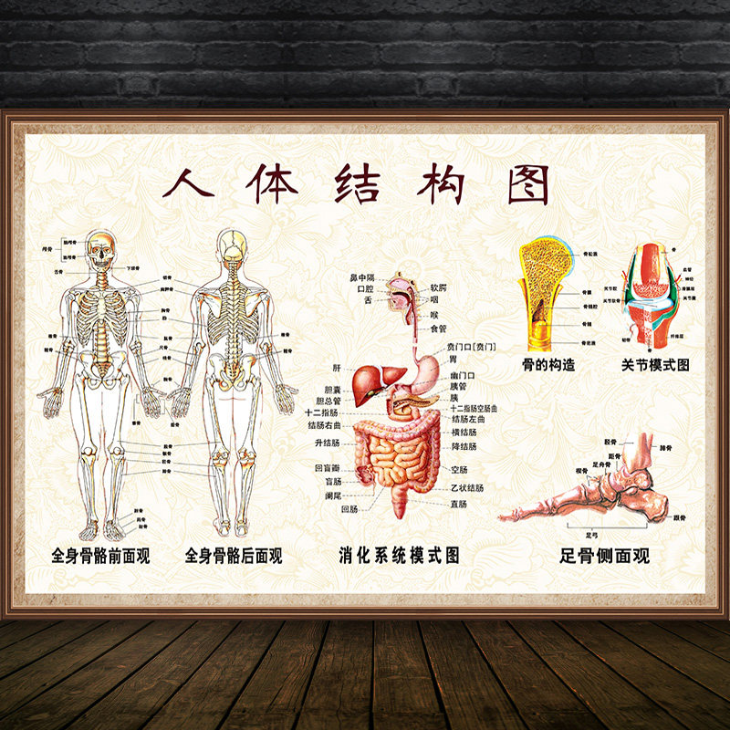 [USD 9.23] Human body skeleton structure map Human body picture Muscle ...