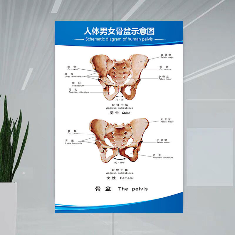 [USD 8.35] Hospital Clinic Human Medical Anatomy Diagram Medical Wall ...