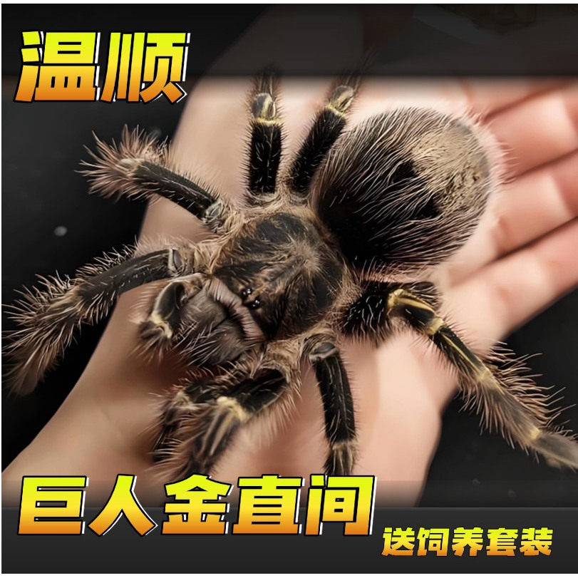 蛛八戒爬宠
