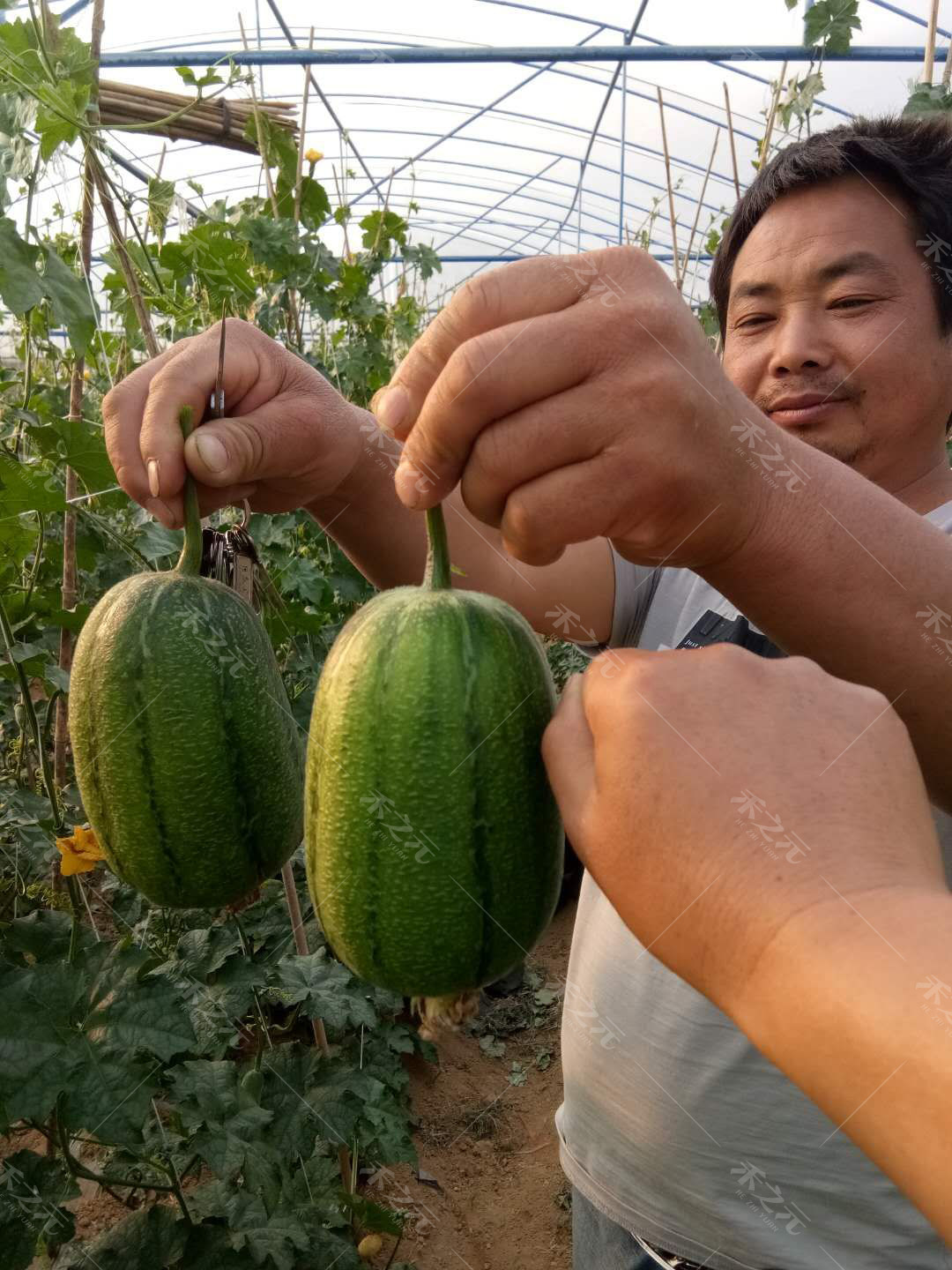 Taiwan apple loofah seed meat loofah spring and autumn four seasons ...