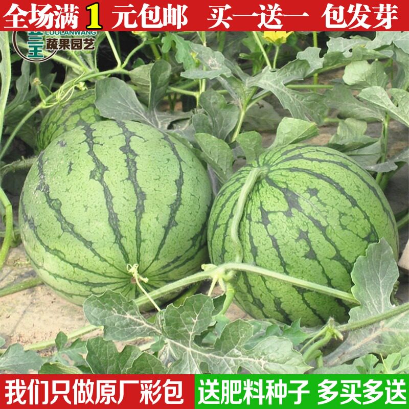 [Zaojia 8424 watermelon seeds] Kirin watermelon seeds early maturity ...