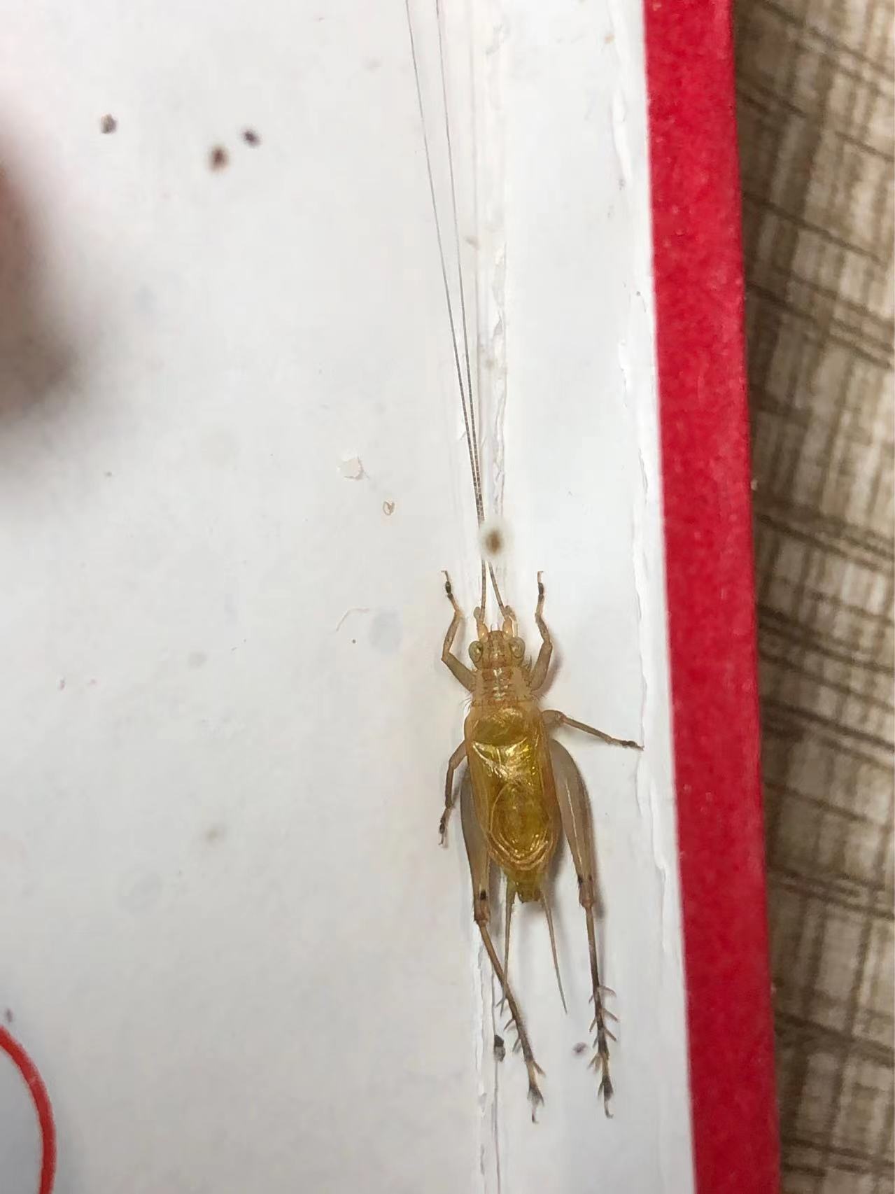 虫友必看！石志明大黄蛉活体鸣虫，24小时开箱全记录，错过不再有！-特色爬宠-淘宝好物网