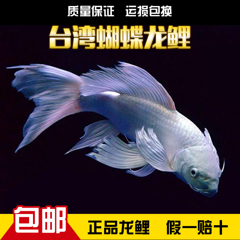 Taiwan pure breed short body butterfly dragon carp live ornamental fish ...