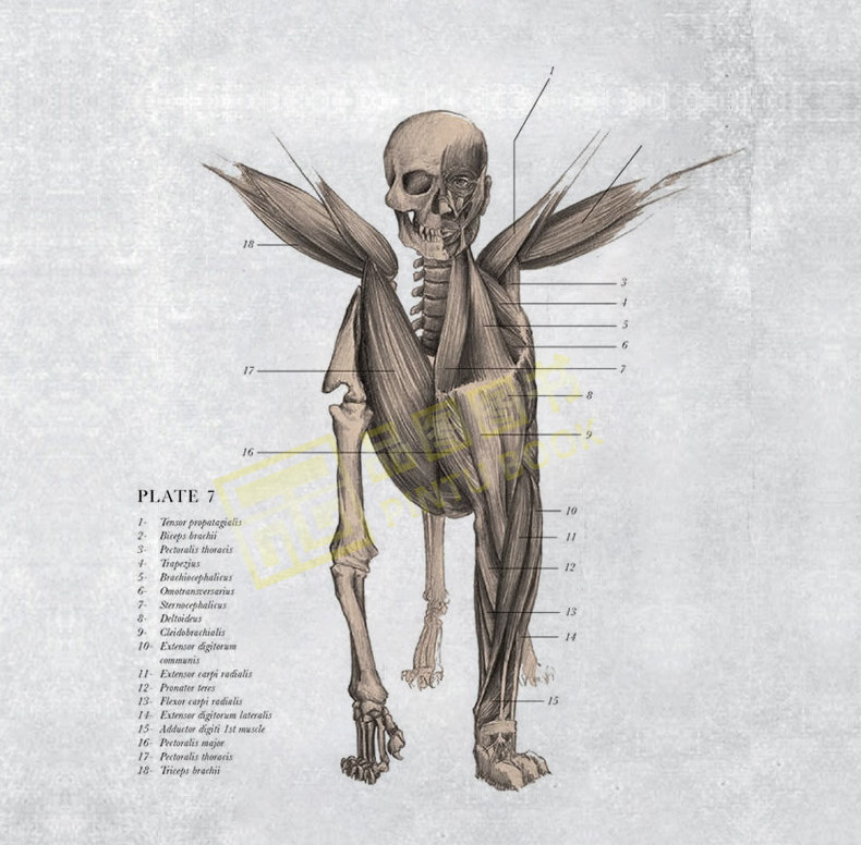 Spot genuine the resurrectionist original imported corpse snatcher ...