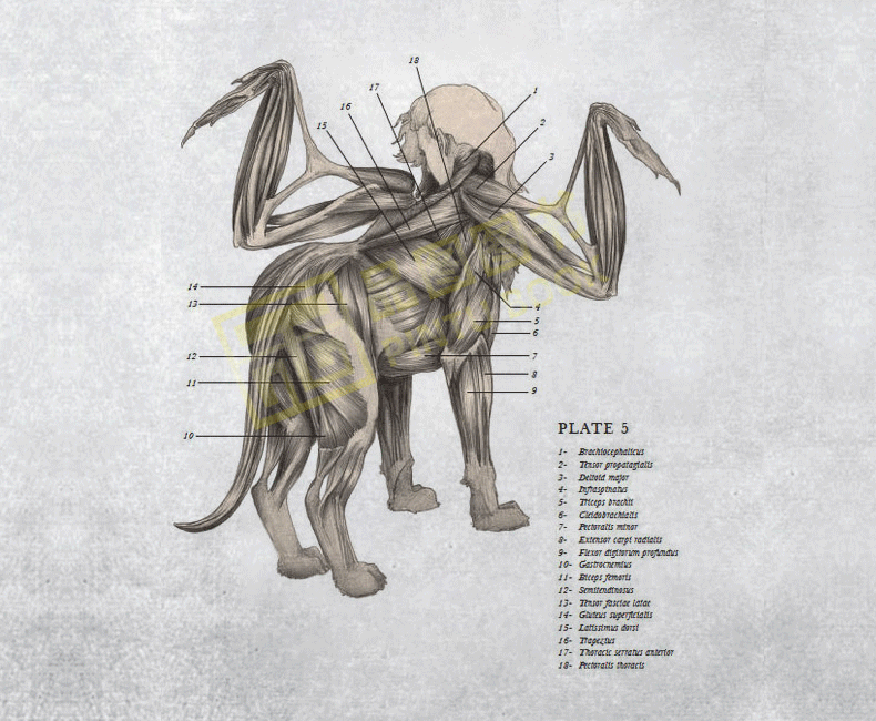 Spot genuine the resurrectionist original imported corpse snatcher ...