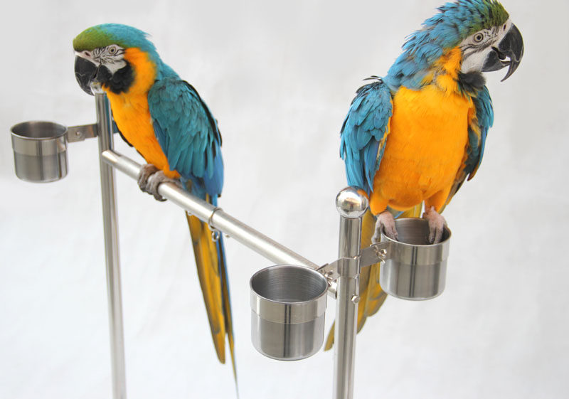 [USD 42.23] Diamond Parrot Stainless Steel Parrot Station Stand ...