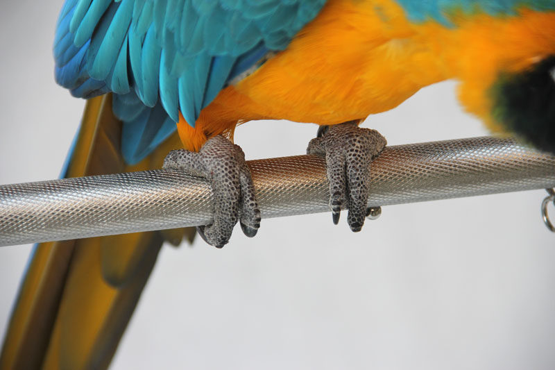 [USD 42.23] Diamond Parrot Stainless Steel Parrot Station Stand ...