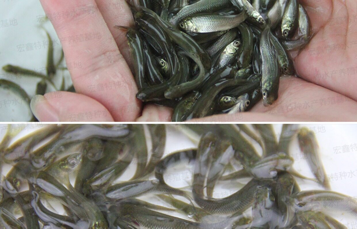 赤眼鳟鱼苗好养吗,赤眼鱼什么养,赤眼鳟为何这么贵_大山谷图库